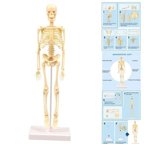 Cheers.US Skeleton Model Practical Ability Smooth Plastic Biological ...
