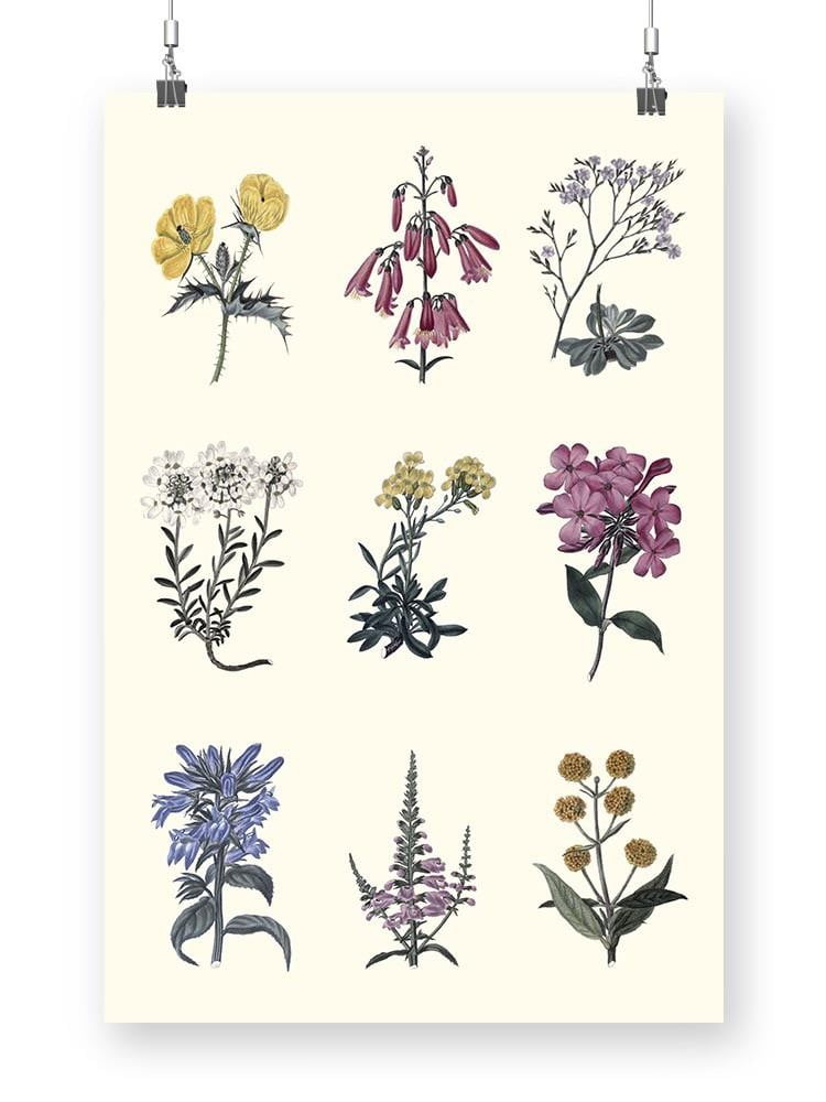 Antique Floral Chart. Poster - Vision Studio Designs, - Walmart.com