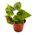 Begonia Shy Dancer, 4 inch Green with Brown Spots Rhizomatous Rhizo ...