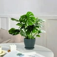 Green Green Tone Flower Pot With Saucer 3.5 Inch Size For Plants Drain ...