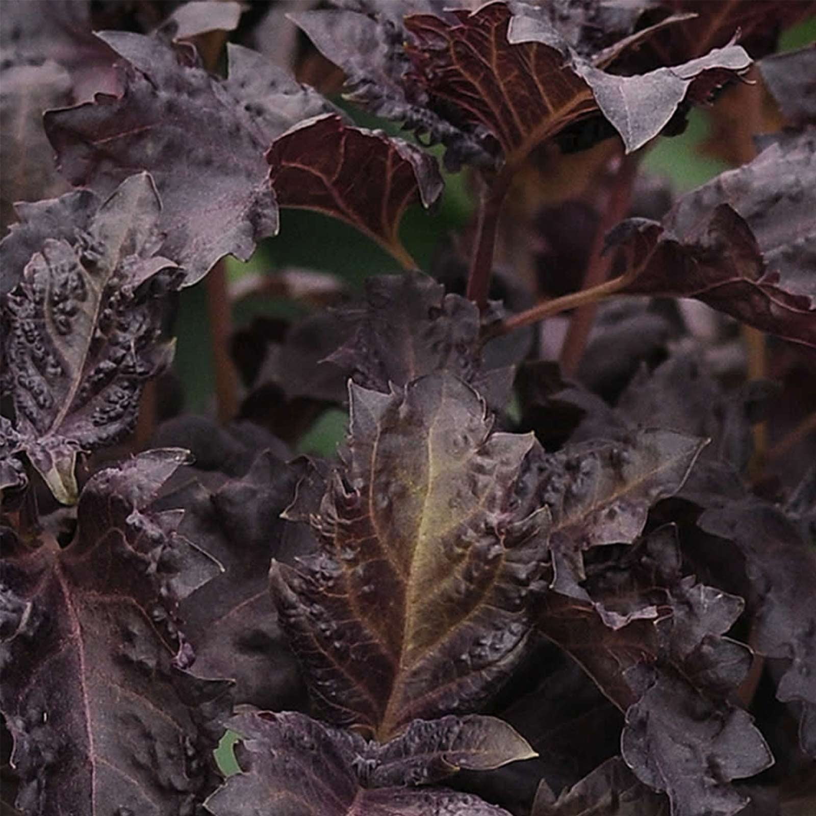 Ruffled Purple Leaf Basil