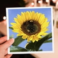 3drose, California, Santa Barbara, Sunflower with Bees - Us05 Sav0031 ...