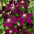 "Niobe Clematis Vine - Majestic Deep Ruby Red - Hardy Zones 4-8 - 2.5 ...