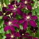 Niobe Clematis Vine -Deep Ruby Red - Majestic - 2.5" Pot - Walmart.com