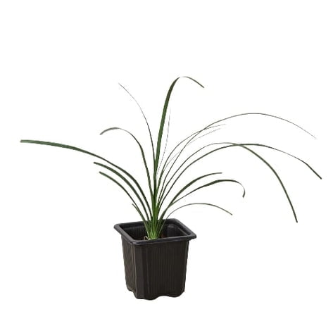 Ponytail Palm - 3" Pot - Walmart.com