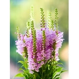 50 PINK Showy OBEDIENT PLANT (False Dragon Head) Physostegia Virginiana ...