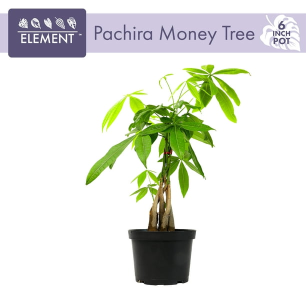 ELEMENT BY ALTMAN PLANTS 6" CHINESE MONEY TREE LIVE PLANT - Walmart.com