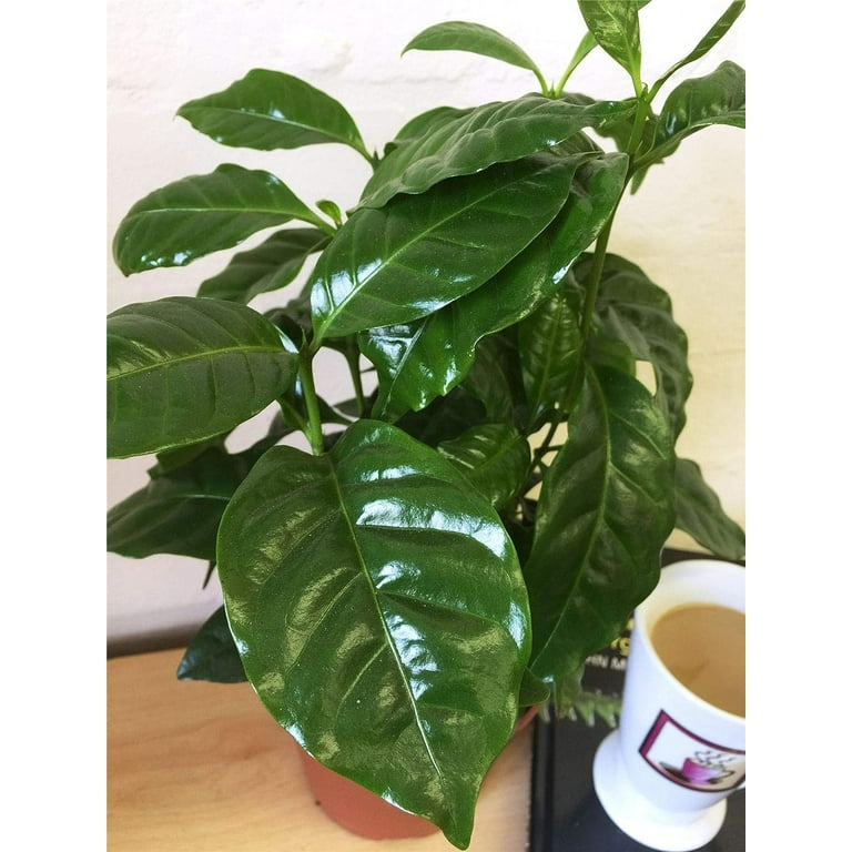 Indoor Coffee Tree