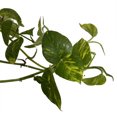 Hawaiian Devil's Ivy - Pothos - 6" Hanging Basket - Live Plant ...