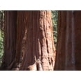 Jonsteen Outdoor Garden Giant Sequoia Small Potted Plant - Walmart.com