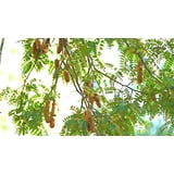 Happy Panda Seedless Tamarind Paste 14oz x 2 Pack (Imli | Me Chua ...