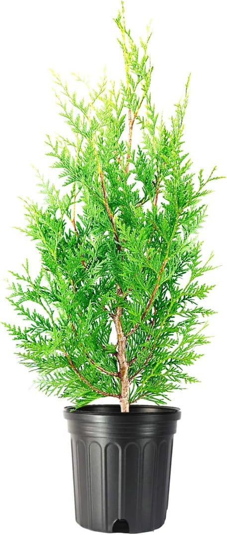Green Giant Arborvitae Live 1 Gallon Tree Thuja Plicata Evergreen ...