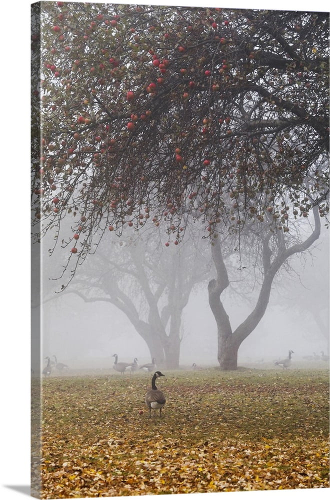 Great BIG Canvas Canada Geese Sheltering Under Apple Trees On A