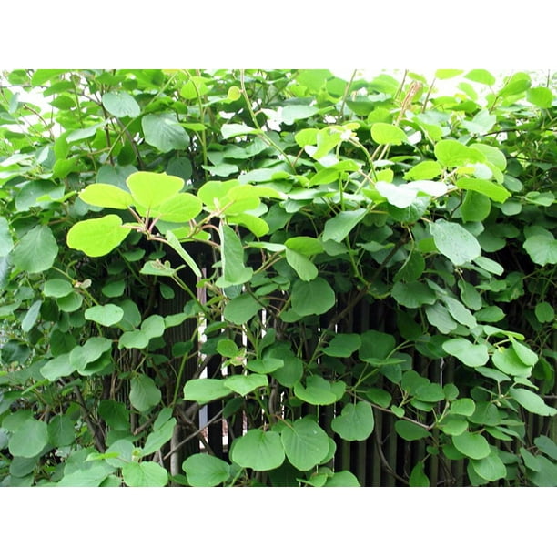 Hardy Male Fuzzy Kiwi Plant - Actinidia chinensis - Tomuri - 4" Pot ...