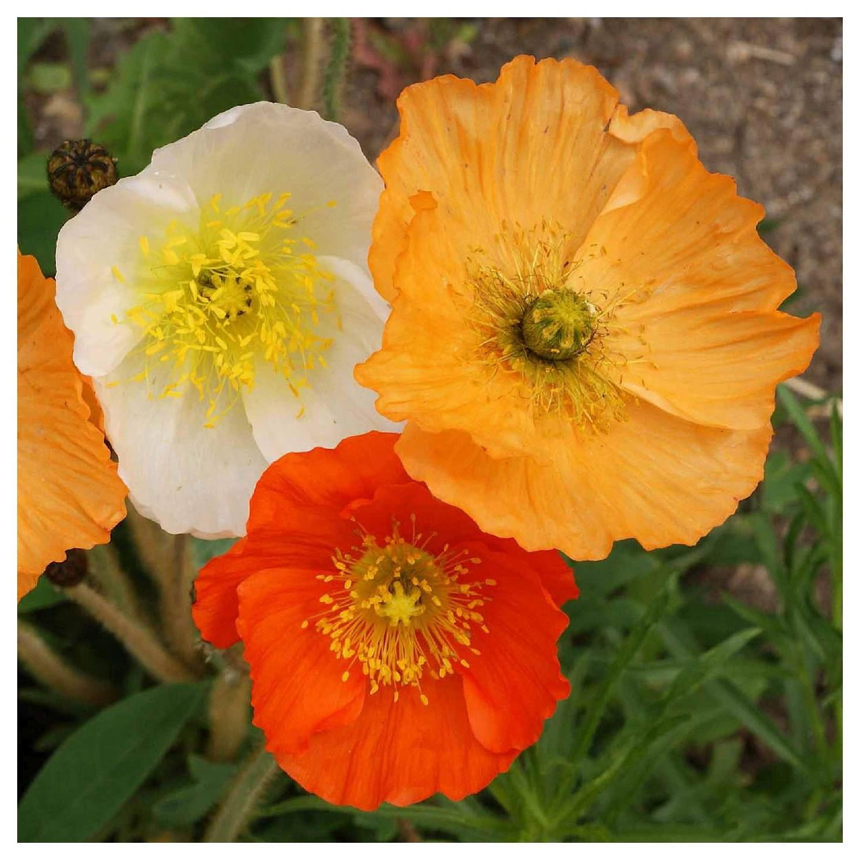 Everwilde Farms - 1 lb Iceland Poppy Native Wildflower Seeds - Gold ...
