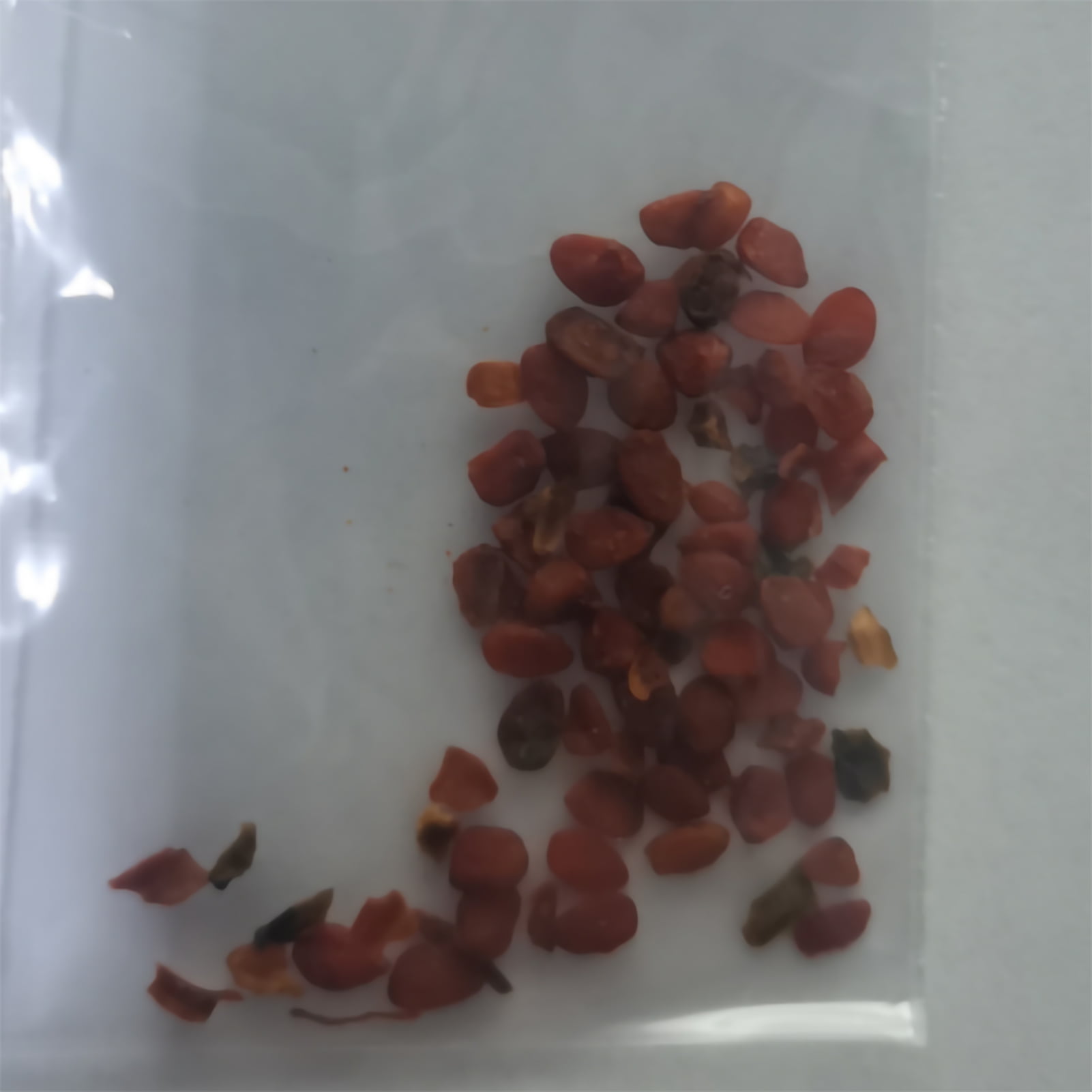 Click here for Vobor-Ca Flower Seeds 50pcs Gardenia Seeds Fragran... prices