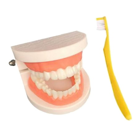 Tachiuwa Teeth Model Brushing Tooth Education Montessori with ...