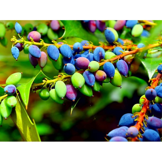 20 Oregon Grape Seeds for Planting - Stunning Ornamental Fruit Bearing ...