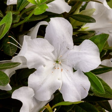 Encore Azalea Autumn Angel (2 Gallon) White Flowering Shrub - Full Sun ...