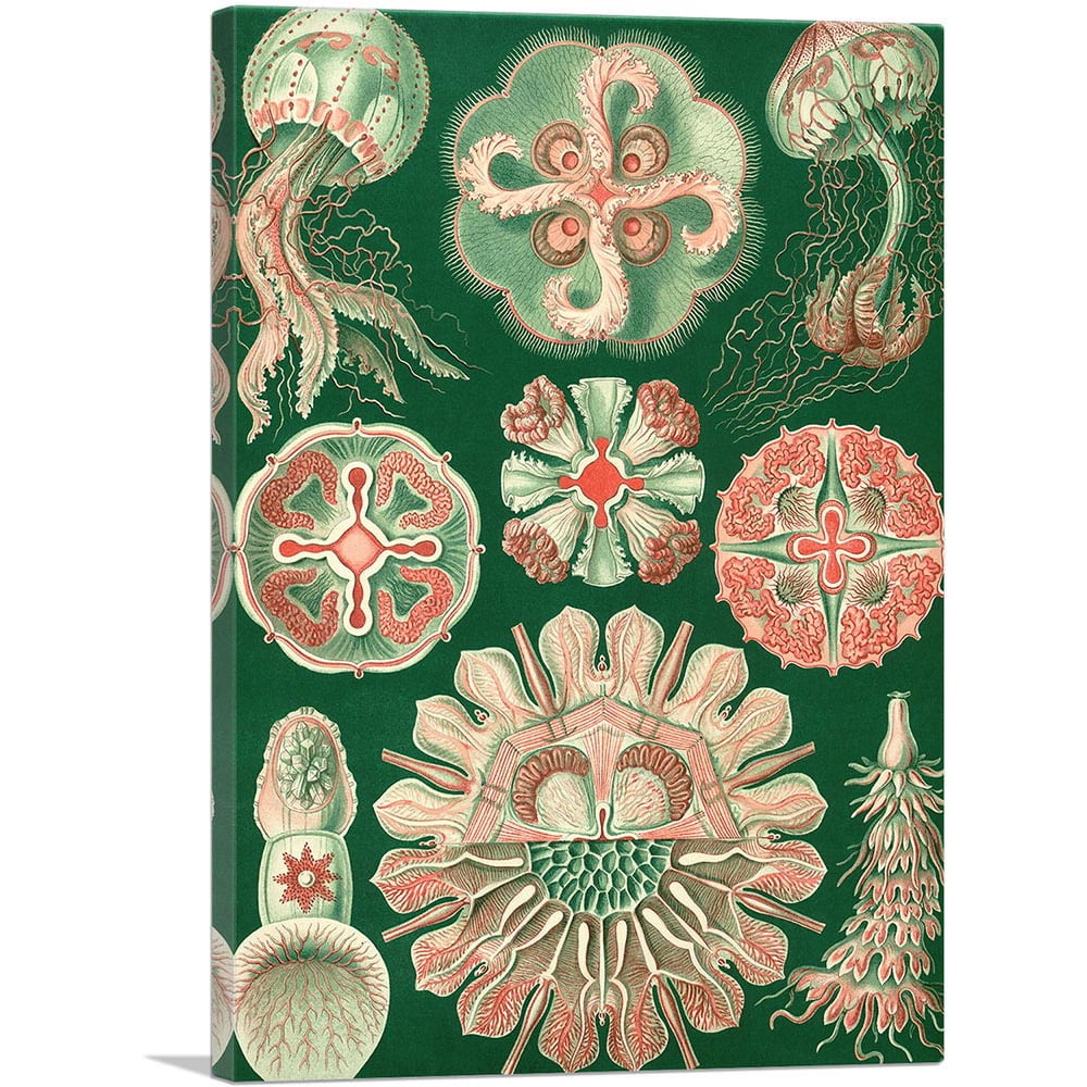ARTCANVAS Discomedusae Jellyfish Canvas Art Print by Ernst Haeckel ...