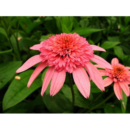 Raspberry Truffle Coneflower - Echinacea - Gallon Pot - Walmart.com