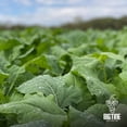 Big Tine Main Event Food Plot Seed, Deer Hunting Attractant with Forage ...