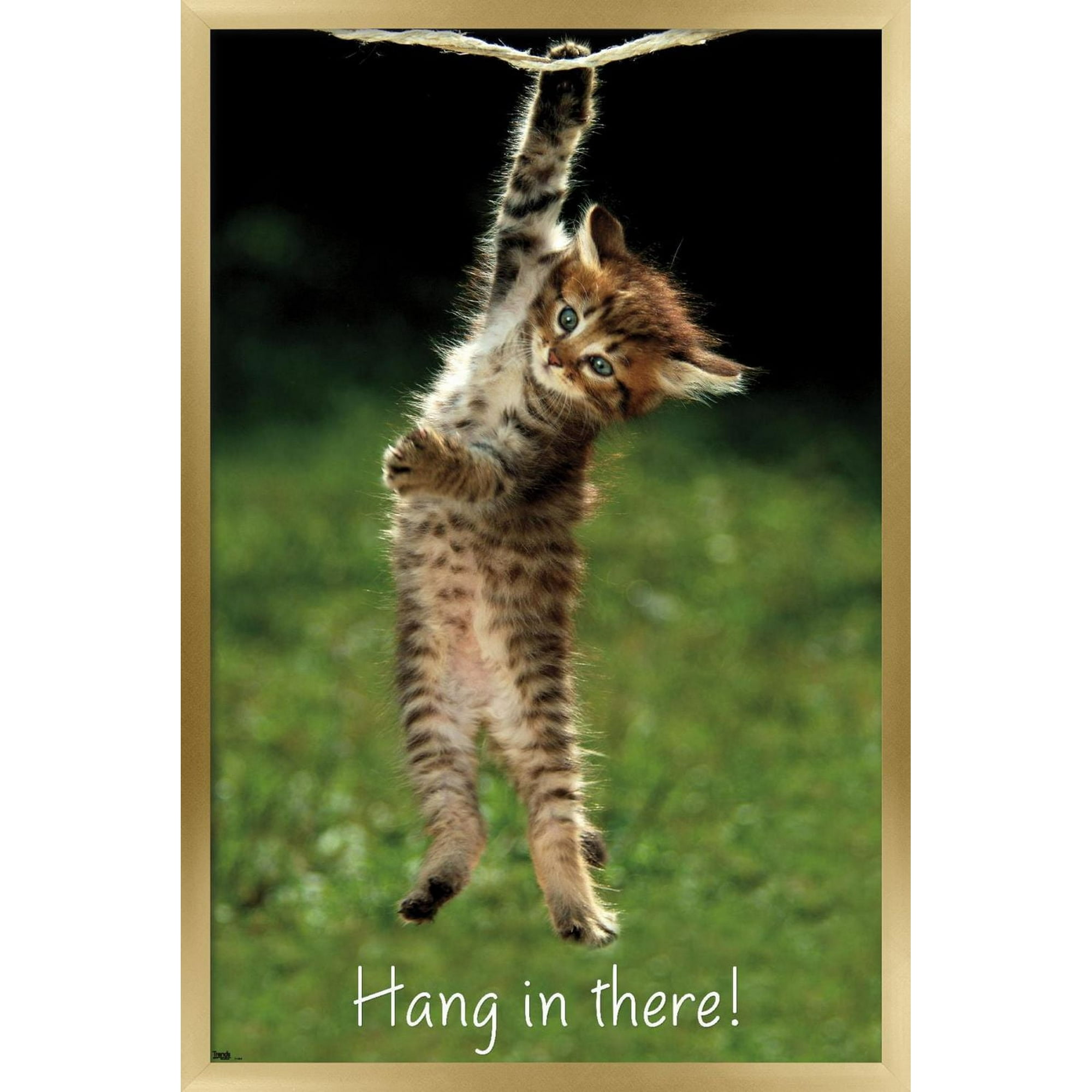 Click here for Trends International Famous Kitten Hang In There P... prices
