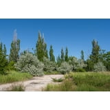 Seedville USA, American Silverberry Seeds, Elaeagnus Commutata, Silvery ...