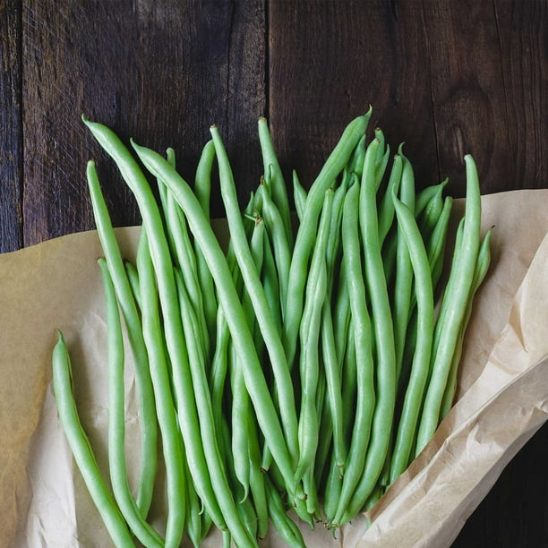 Blue Lake Bush Bean 274 Seeds - 25 Lbs Bulk - Treated, Non-GMO ...
