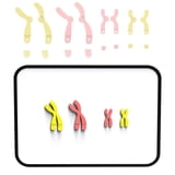 guohui Chromosome Changes Model Science Teaching Aids for School ...