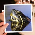 3drose, Red-eared Slider Turtle, Rio Grande Valley, Texas - Us44 ...