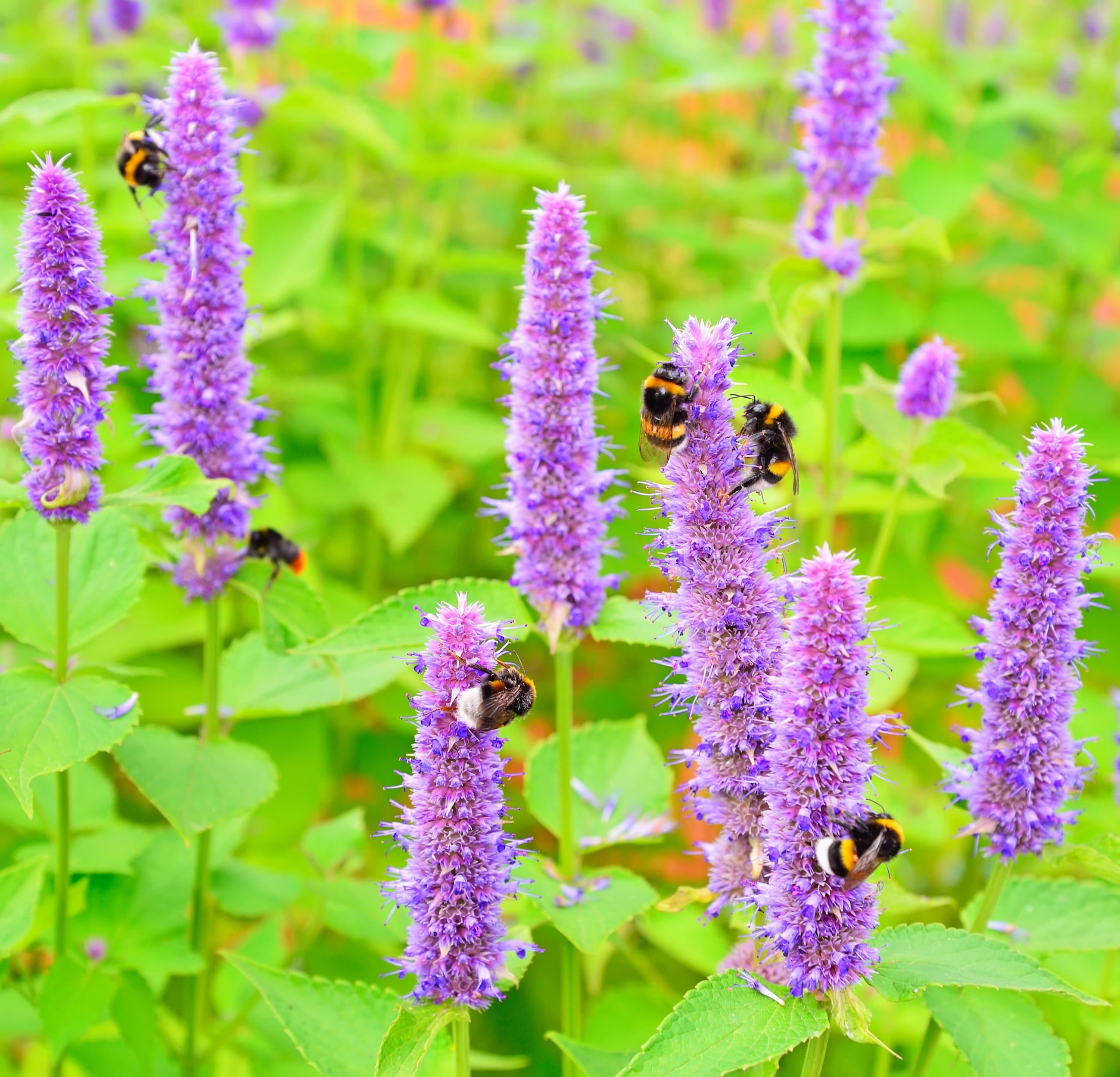 Earthcare Seeds - Hyssop Purple Giant 2000 Seeds (Agastache Rugosa ...
