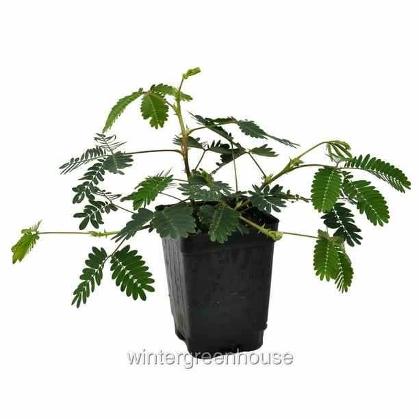 Mimosa Pudica, Fairy Sensitive Plant - Pot Size: 3" (2.6x3.5 ...
