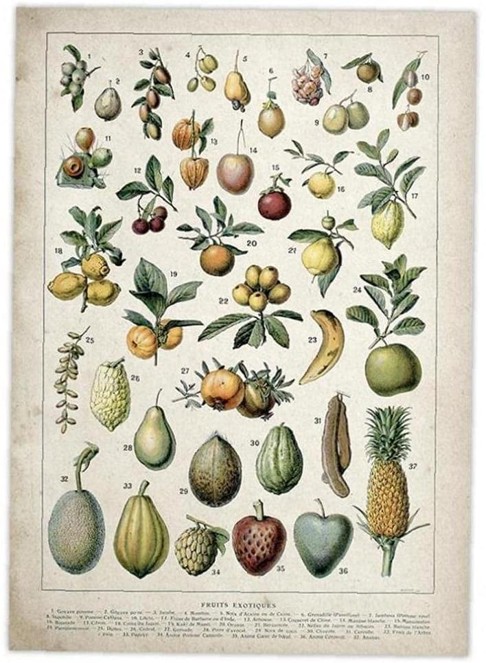 Botanical Educational Poster Fruit Identification Reference Chart ...
