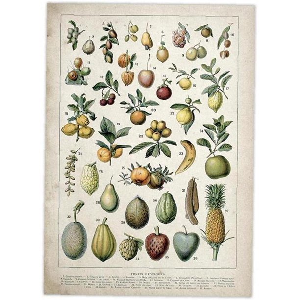 Botanical Educational Poster Fruit Identification Reference Chart ...
