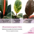 Ficus elastica Assortment, 4 inch, Variegated Rubberplant Variety, Dark ...