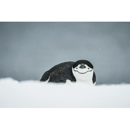 Chinstrap Penguin (Pygoscelis antarctica) on belly; Half Moon Island ...