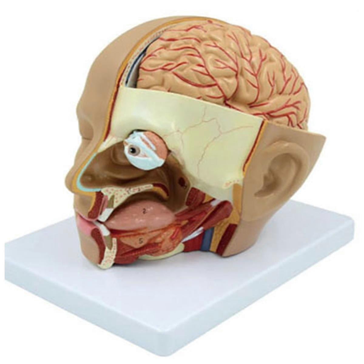 Human Anatomy Model Brain -Section Anatomy for Science Classroom ...