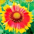 Arizona Sun' Blanket Flower 2 Gallon (Pack of 2) - Walmart.com