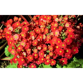 15 SCARLET ENGLISH PRIMROSE Red Primula Vulgaris Part Shade Houseplant ...