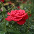 Heirloom Roses Live Plants - Cinnamon Dolce™ Hybrid Tea Rose Bush ...