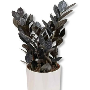 Rare Black Raven ZZ Plant - Easy to Grow Indoor Office Houseplant ...