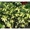 Arboricola Variegated Trinette 2 Extra Large 3 Gallon Plants Schefflera ...