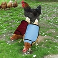 Poultry Protector 2 Pieces Chicken Saddle Chicken Jacket Straps Hen ...