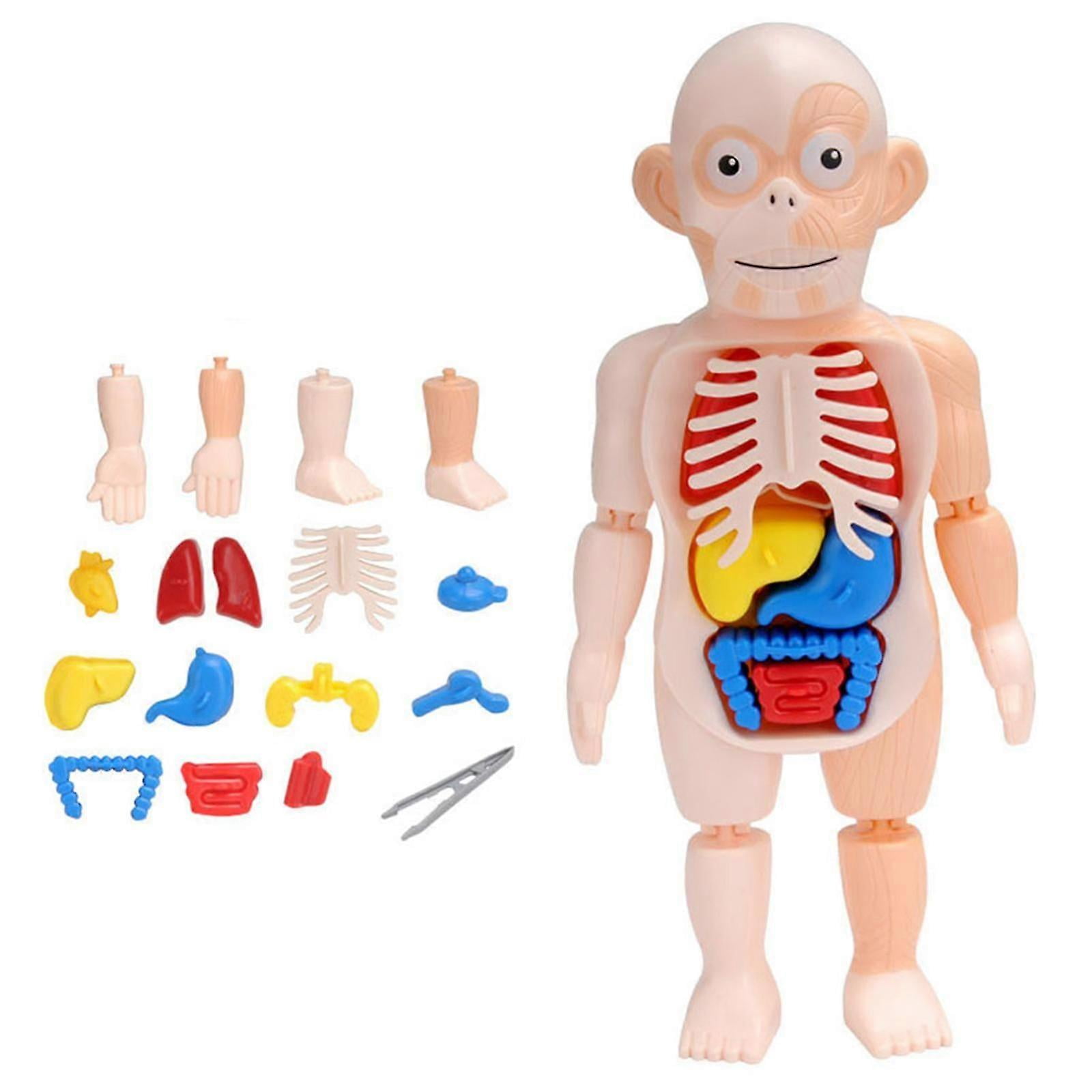 1Set Learning Toy 3D Body Puzzle Jigsaw Sensory Stacking Human Anatomy ...