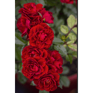 Parade® Freja™ Miniature Rose Bush - Fragrant - NEW for 2021 - 2.5" Pot ...