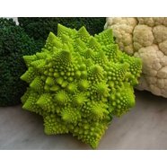 Veronica Romanesco Hybrid Cauliflower Seeds - 100 Seeds - Non-GMO ...