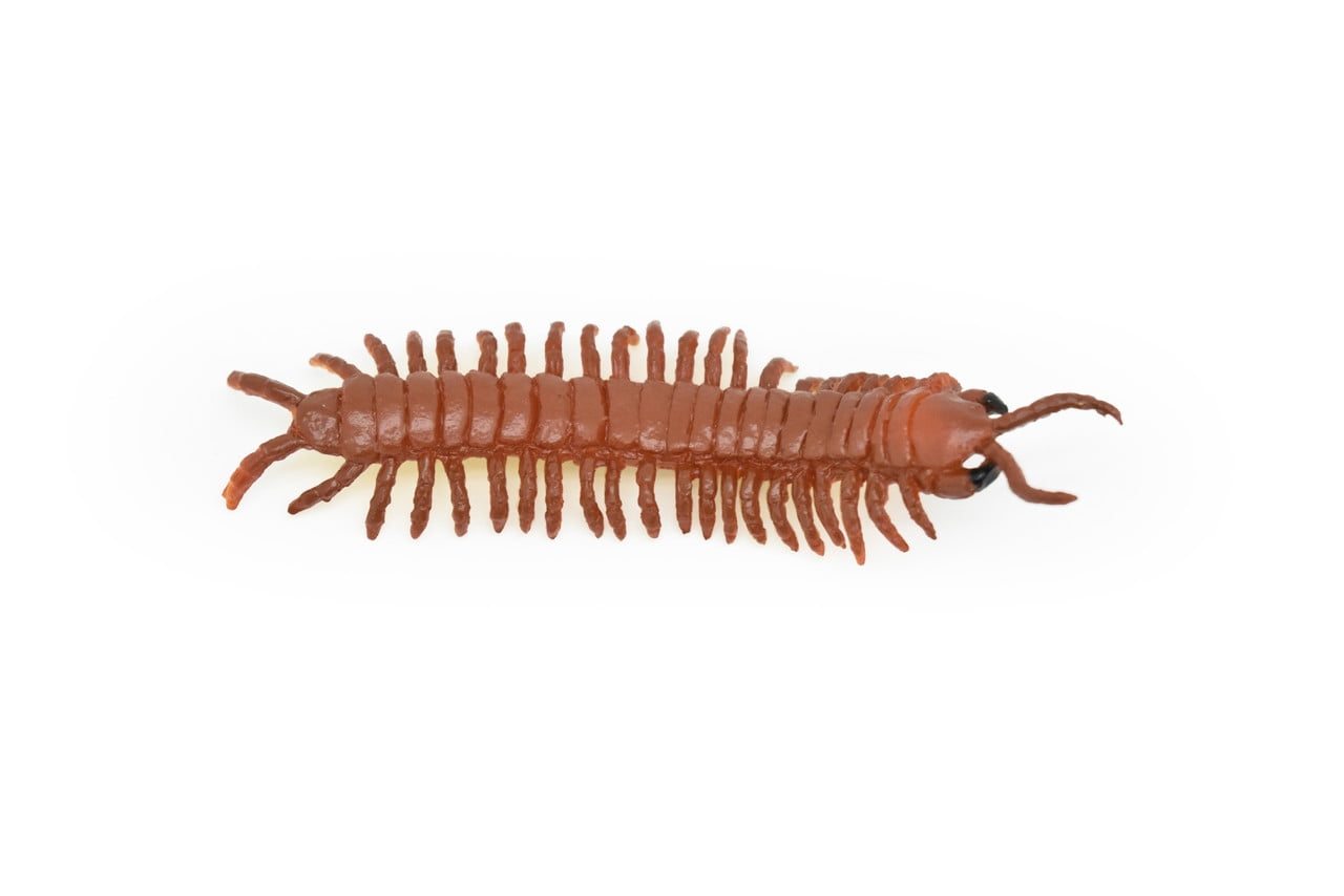 Centipede, Giant, Red, Rubber Toy Insect, Realistic Figure, Model ...