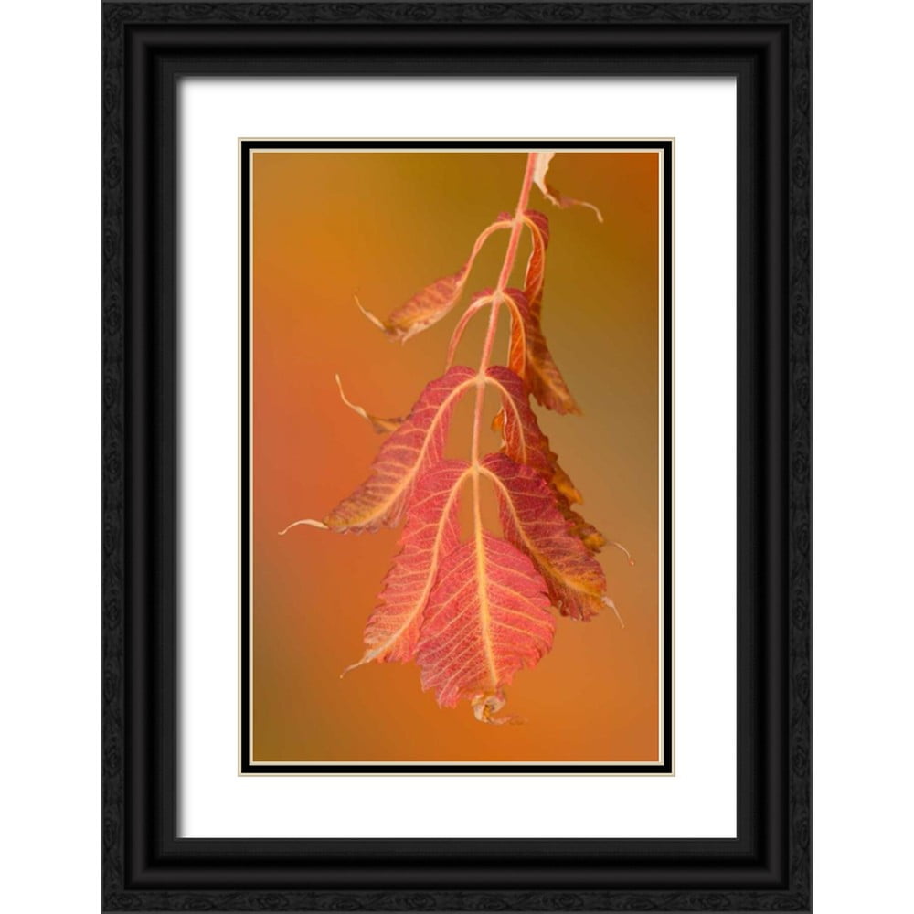 Murdock, Ramona 13x18 Black Ornate Wood Framed with Double Matting ...