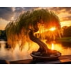 Gold Weeping Curly Willow Tree Cutting - Rarest of All Willows - Grow ...